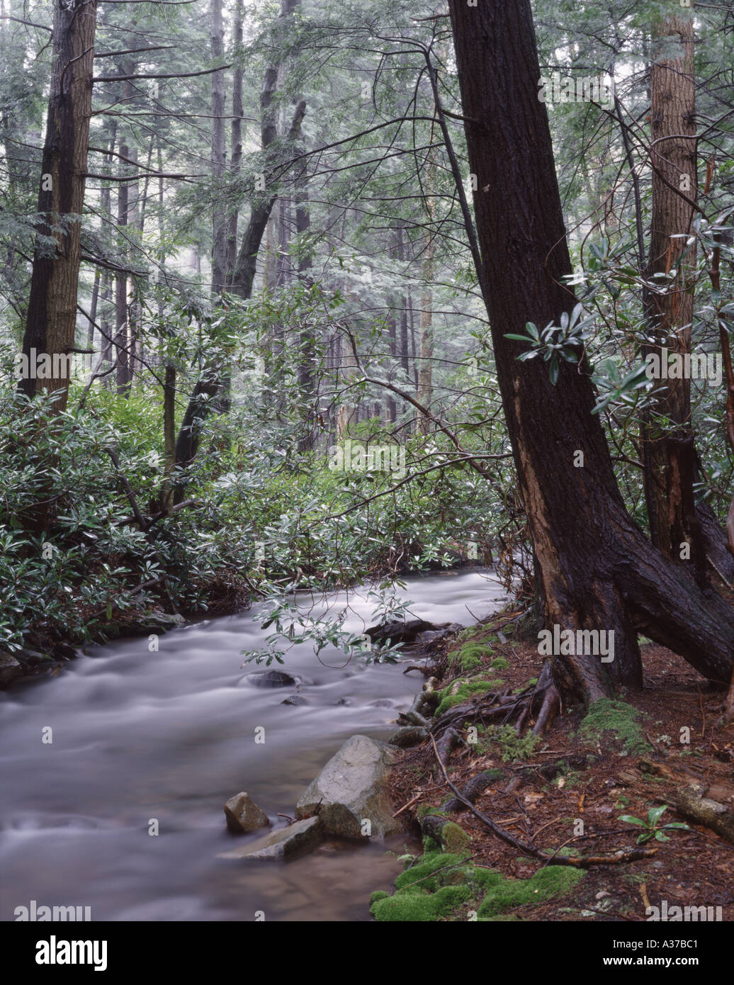 Old growth forest eastern hemlock hi-res stock photography and images ...