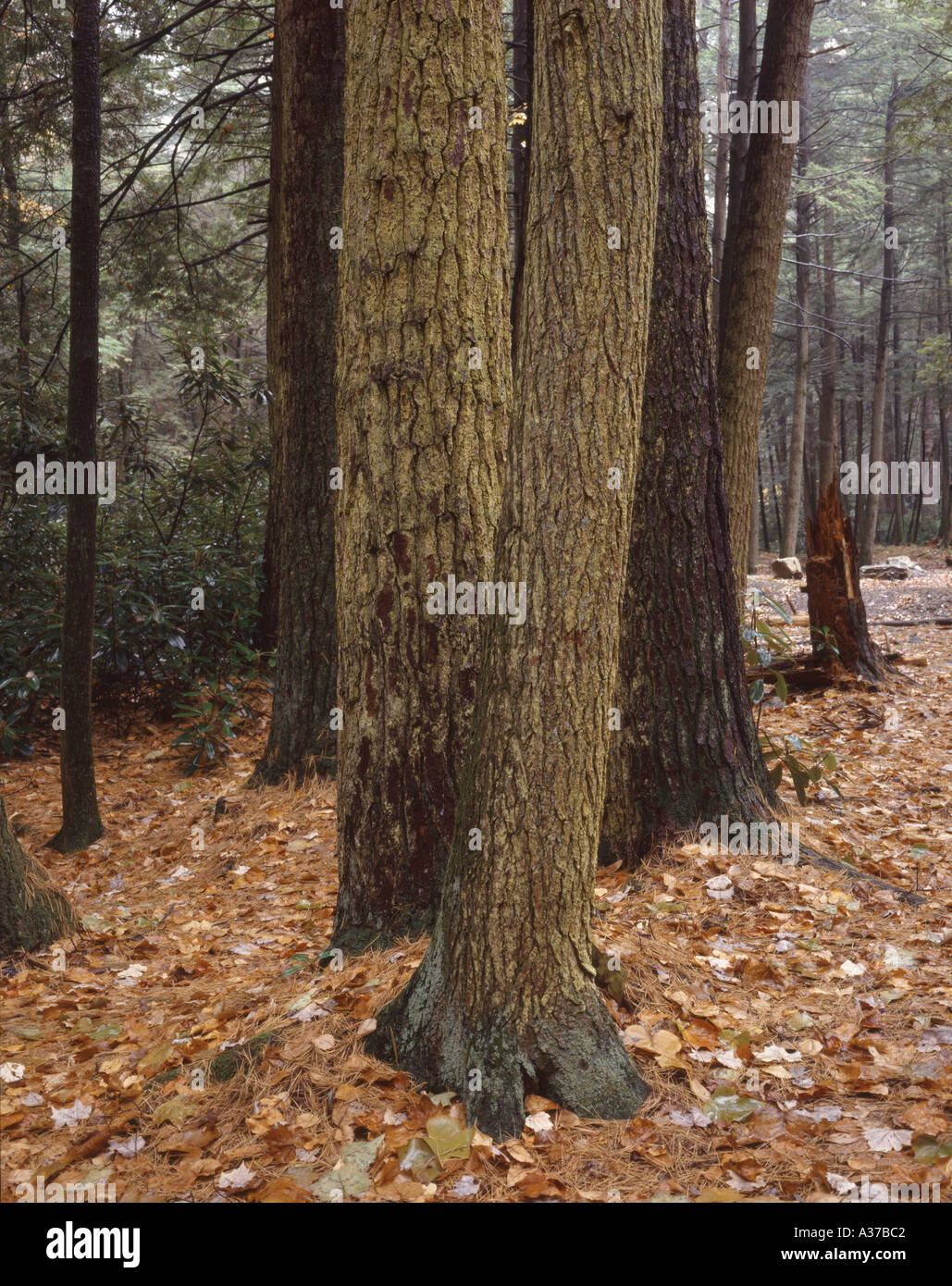 Old growth forest eastern hemlock hi-res stock photography and images ...