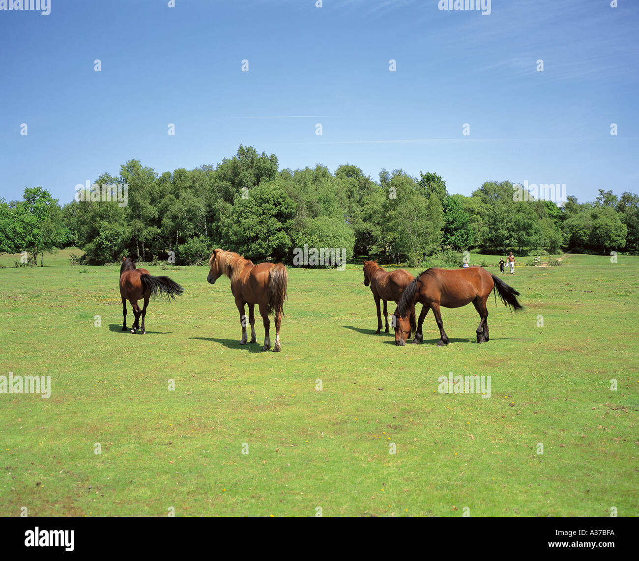 New Forest Ponies Stock Photo - Alamy
