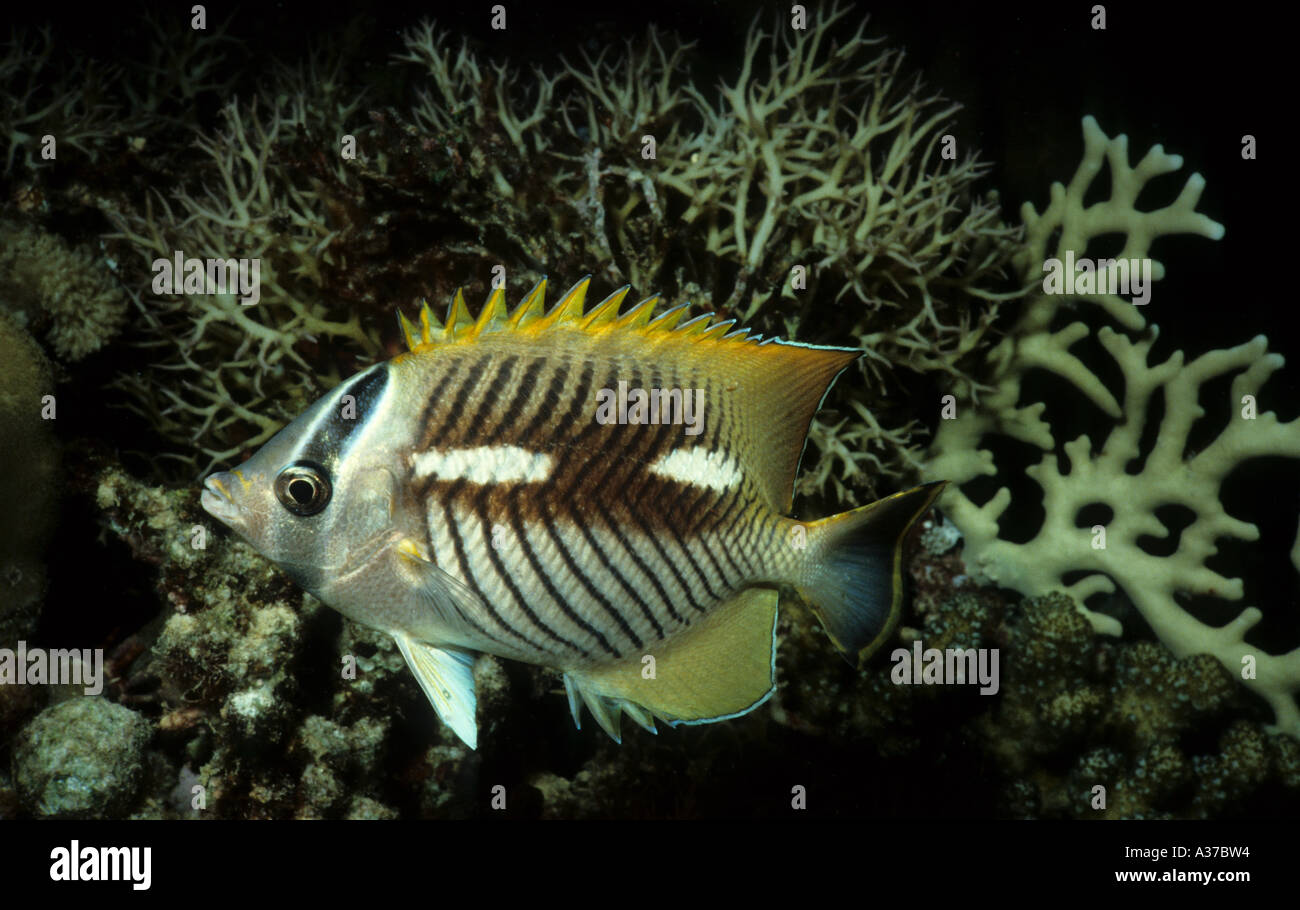 Chevroned Butterflyfish High Resolution Stock Photography and Images ...
