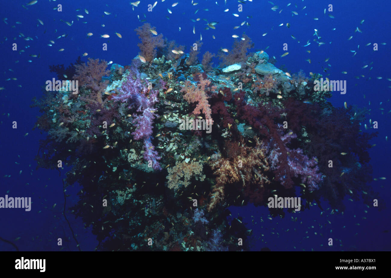 Colourful coral head pinnacle at 26 metres on the SW point of Sanganeb ...