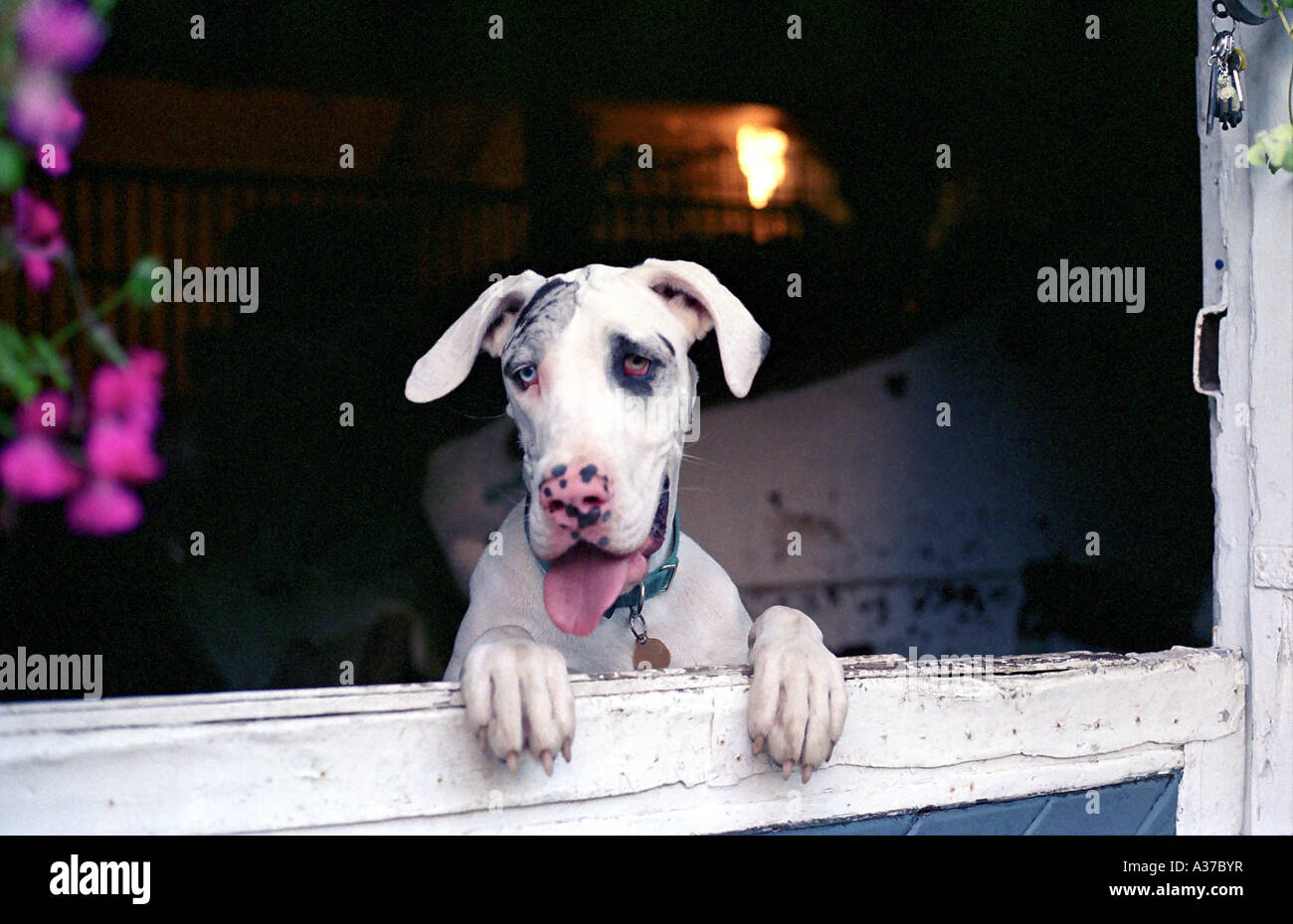 The Great Dane leaning over a stable door waiting. The Homecoming -Ruby ...