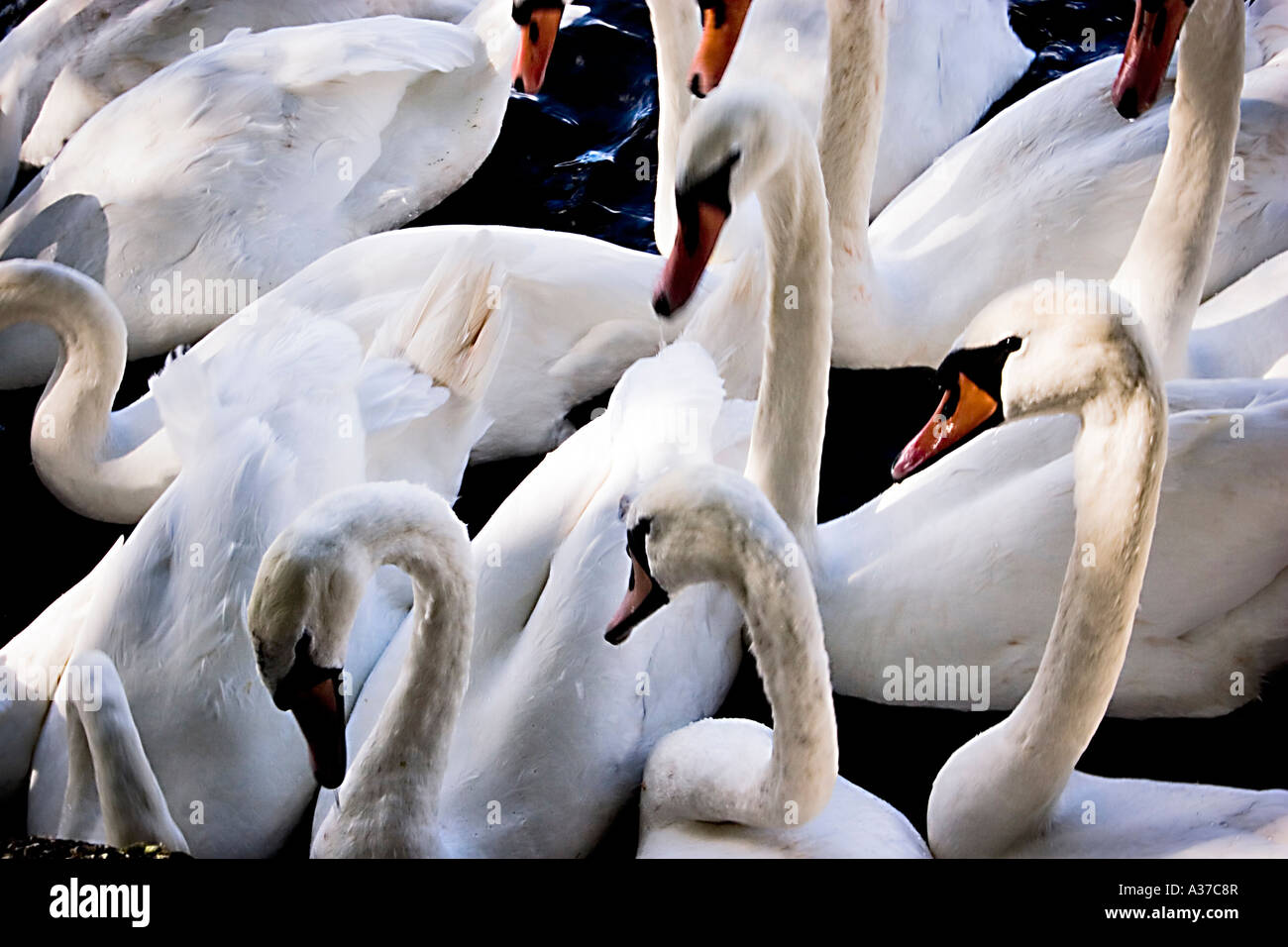 A mass gathering of beautiful swans Stock Photo - Alamy