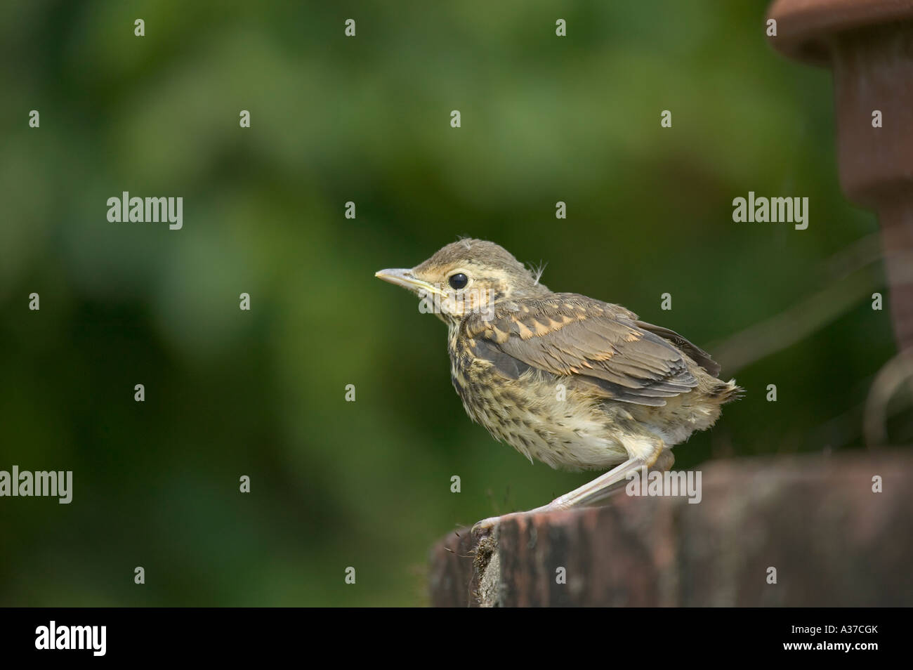 Song thrush chick hi-res stock photography and images - Alamy