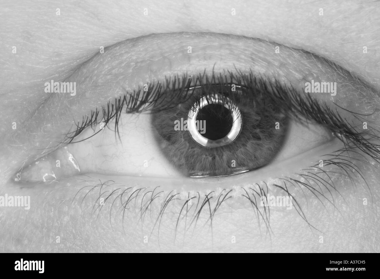 Taken with flash Black and White Stock Photos & Images - Alamy