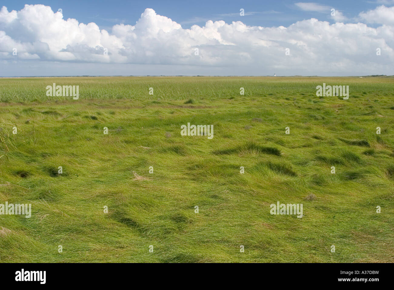 Grass natural grass grassland windy provincetown landscape green sky ...