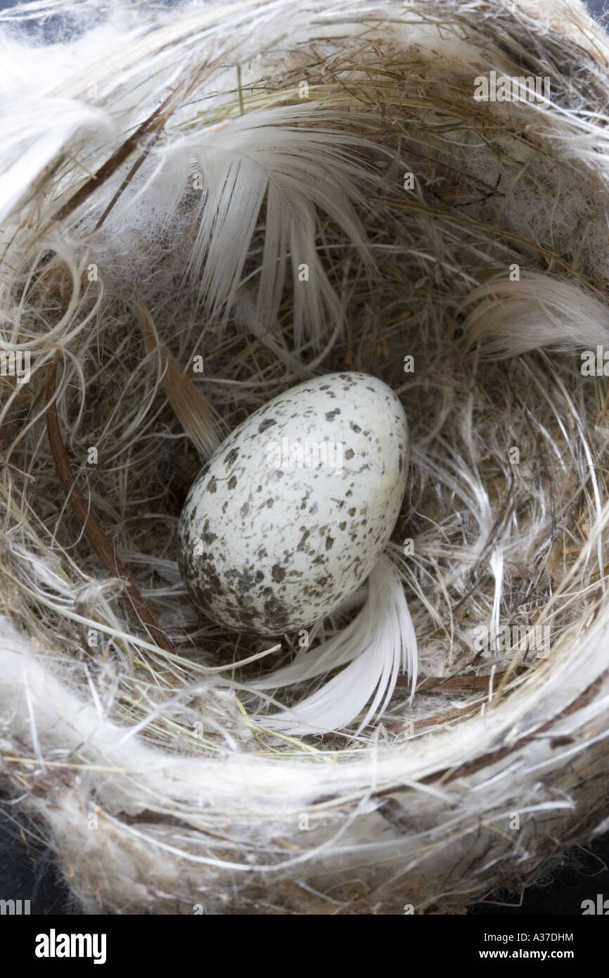 Avian egg songbird hi-res stock photography and images - Alamy