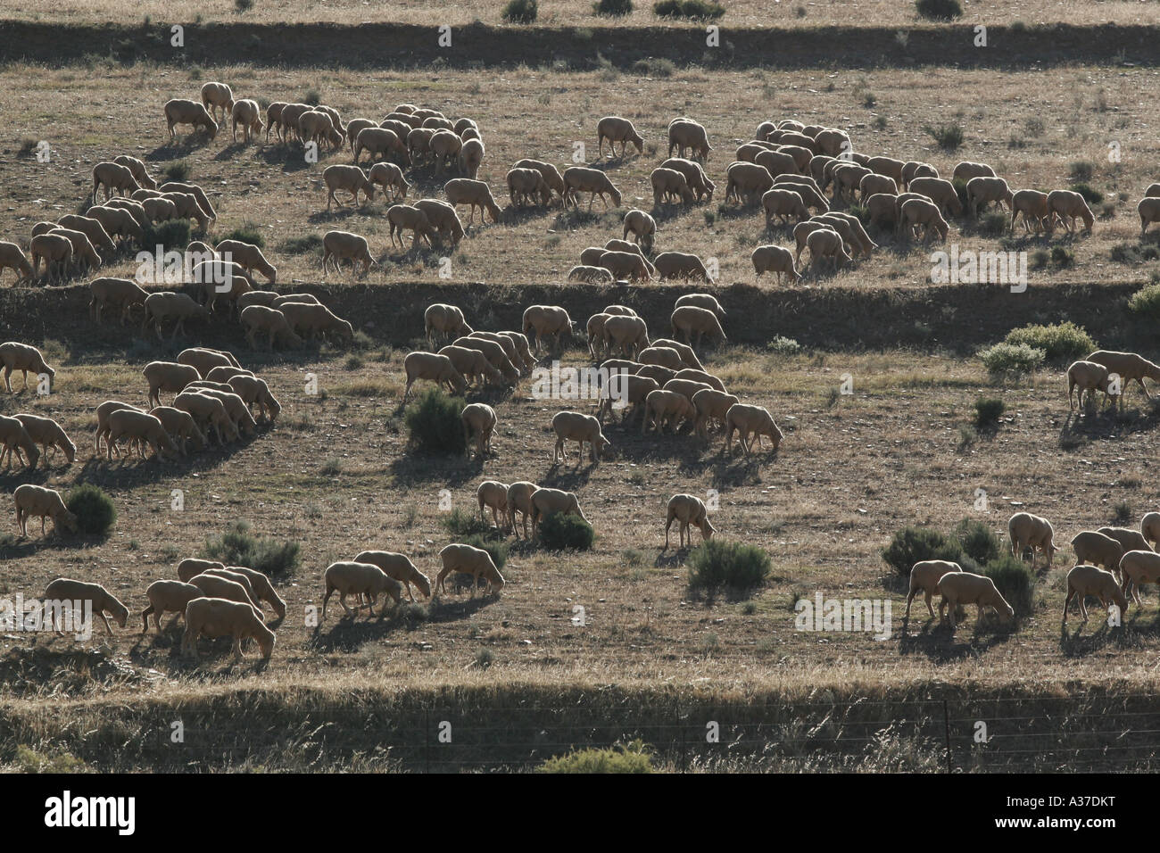 Herd of sheep graze on farm in Swartland, Western Cape, South Africa ...