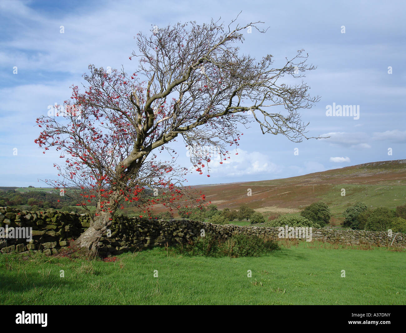 Windswept Mountain Ash on Wheeldale Moor Stock Photo - Alamy