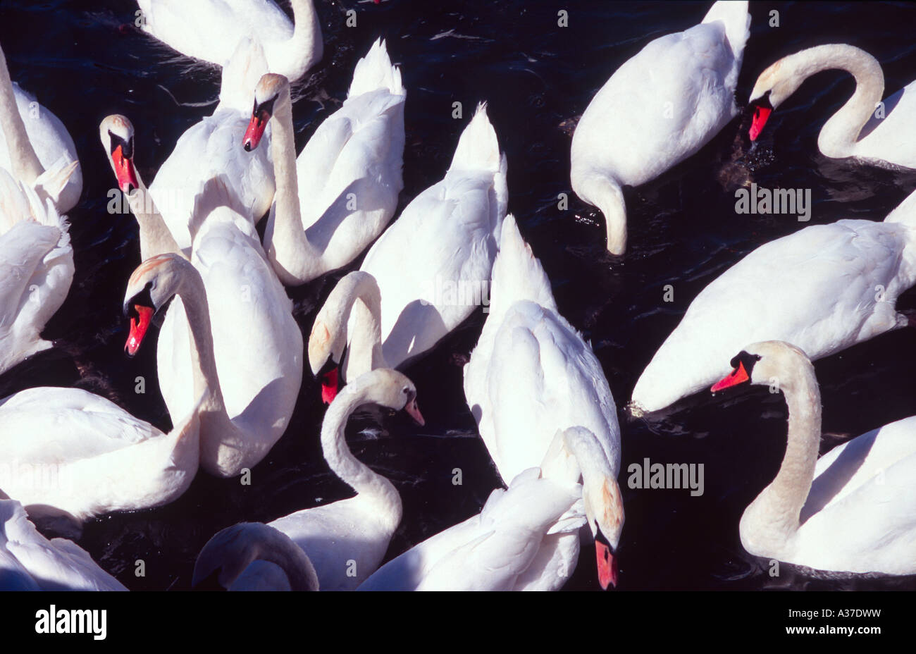 Kings swans hi-res stock photography and images - Alamy