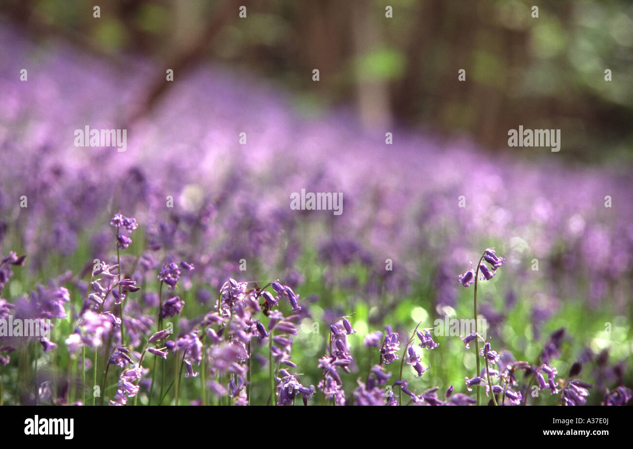Bluebell woodland cotswolds hi-res stock photography and images - Alamy