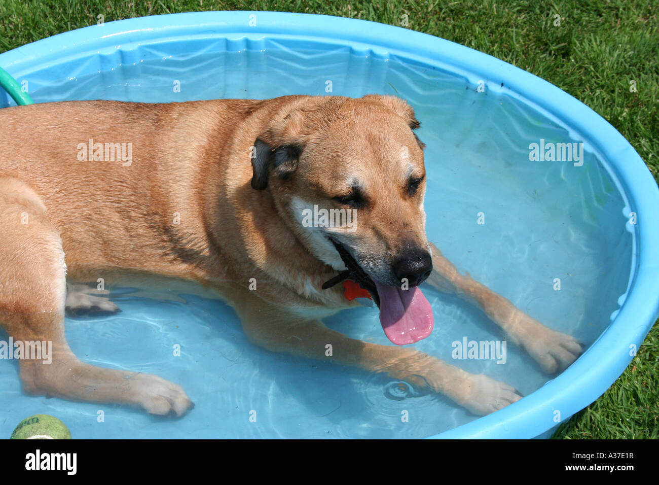 A tan lab mix cooling off in a children's plastic pool on a hot summer ...