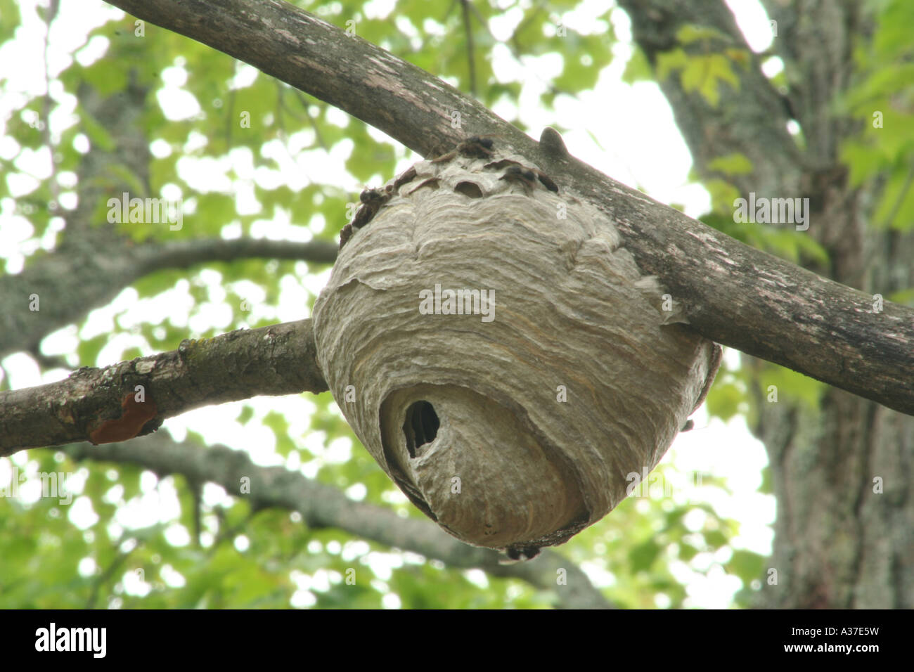 A large hornet nest tucked away underneath a tree branch Stock Photo ...