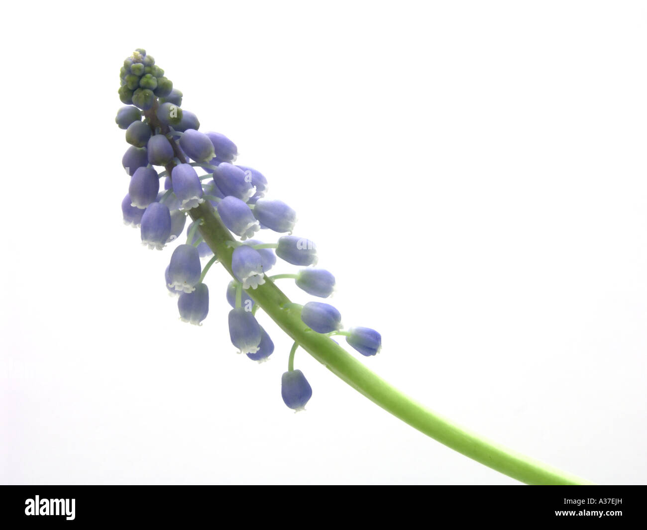 A single curved Muscari flower with a clean white background Stock ...