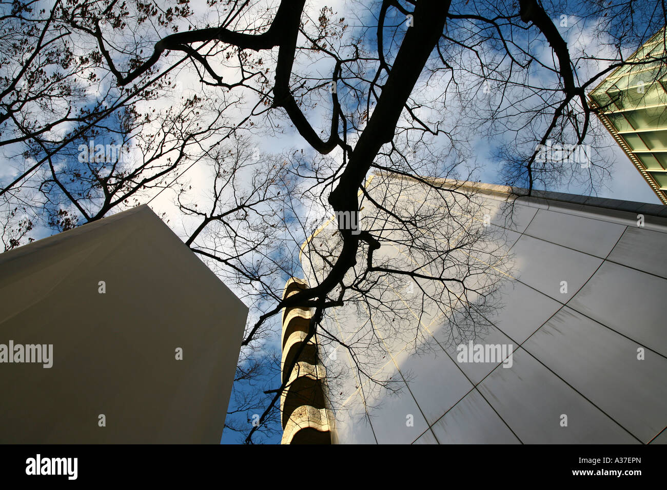 Autumn tree in Tokyo , Japan , Asia Stock Photo - Alamy