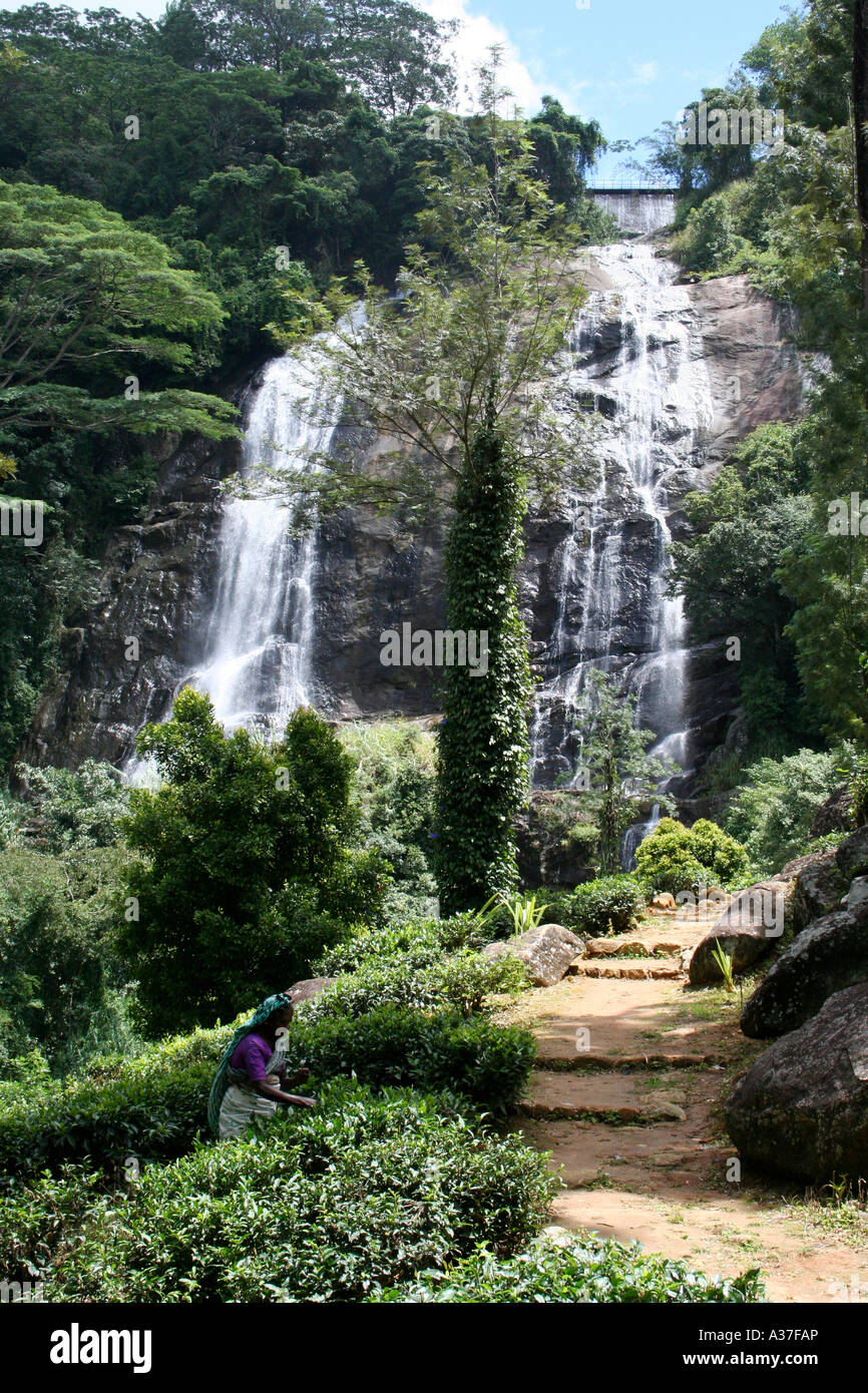 Old woman picking tea at Hunas Falls tea plantation, Hunas Falls, Sri ...