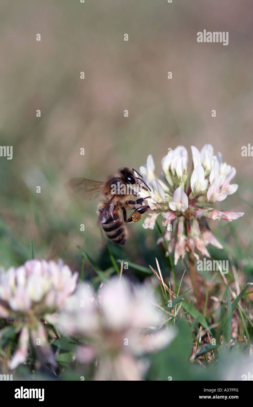 A honeybee with proboscis protruding into a flower Stock Photo - Alamy