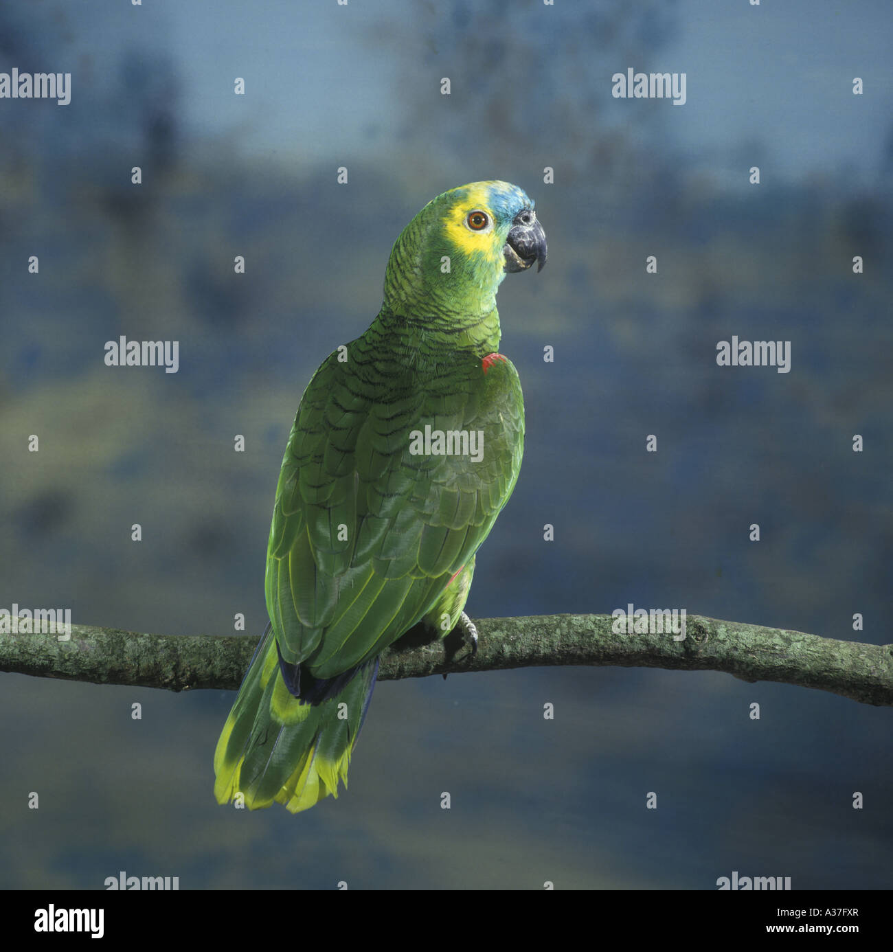 An amazon parrot hi-res stock photography and images - Alamy