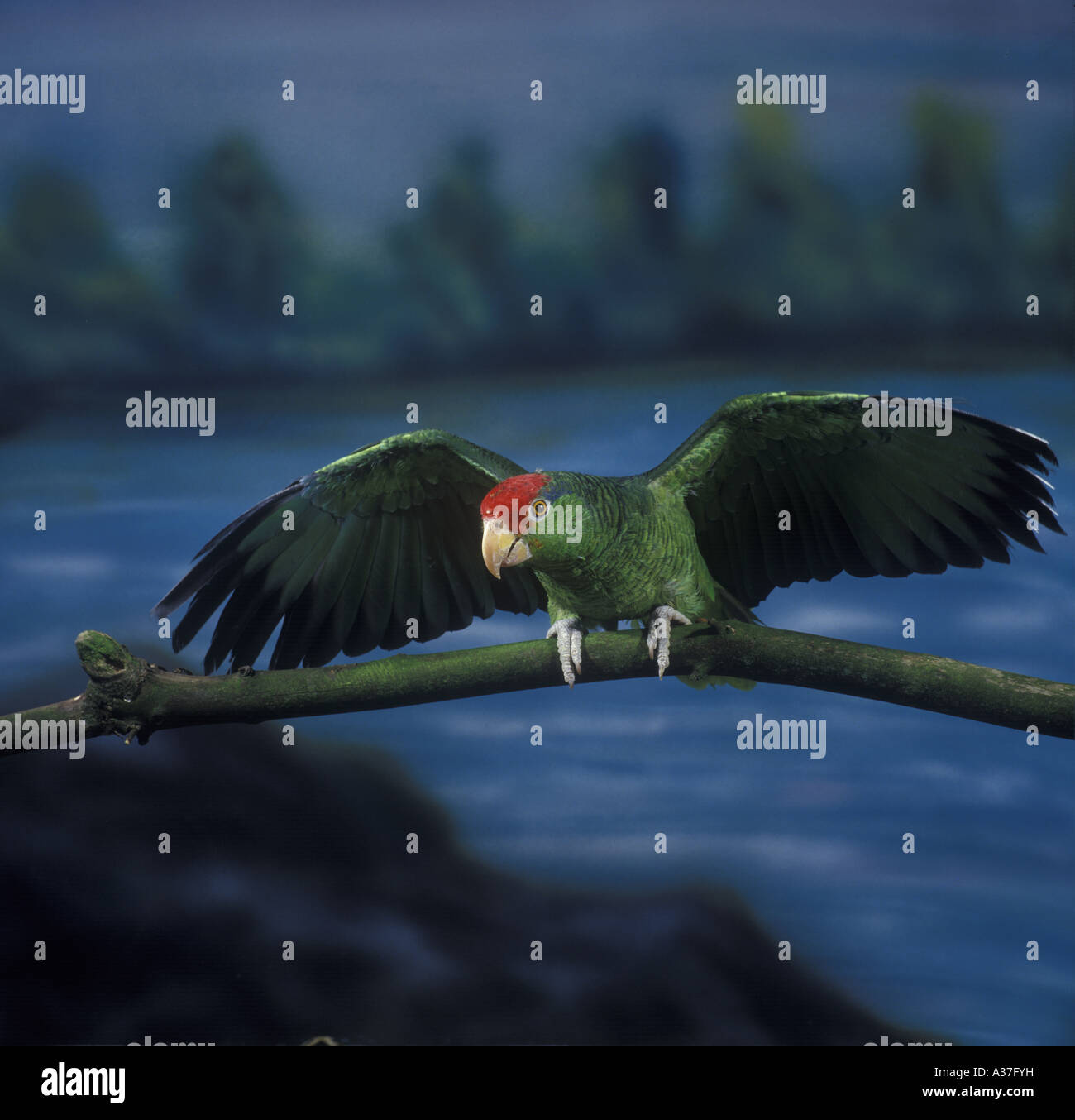 Green cheeked Amazon Parrot Amazon aviridigenalis On branch wings ...