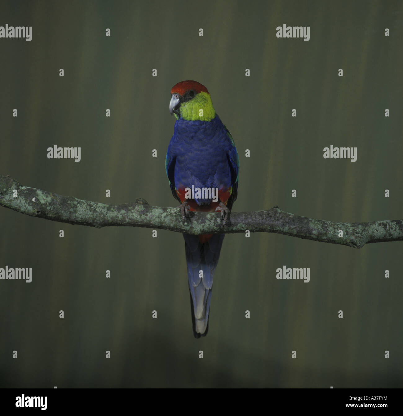 Red capped parrot hi-res stock photography and images - Alamy