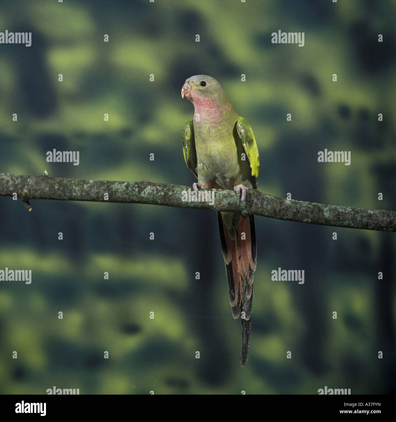 Princess of Wales Parrot Polytelis alexandrae Perched Stock Photo - Alamy