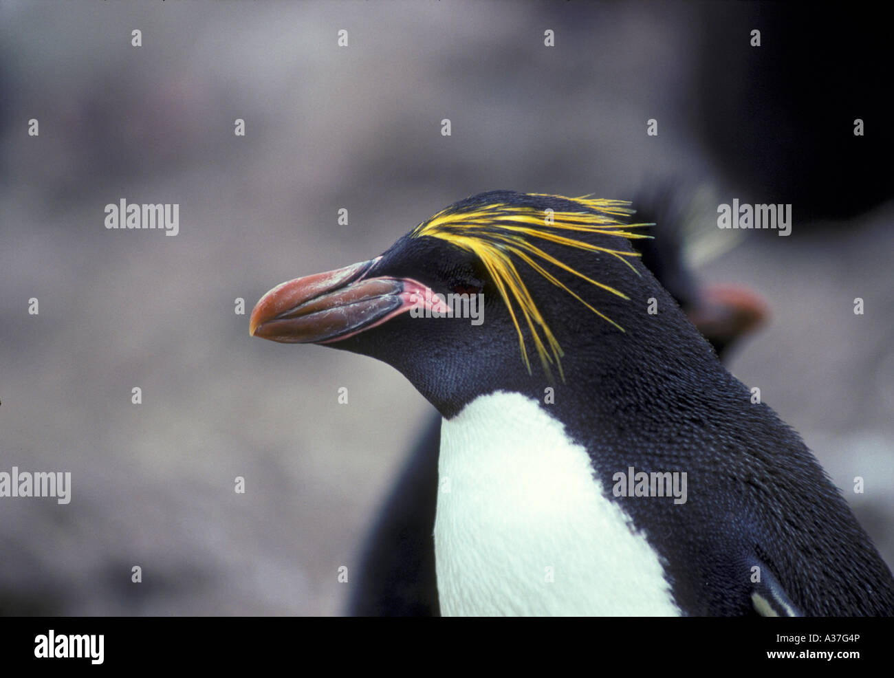 Ears Of A Macaroni Penguin