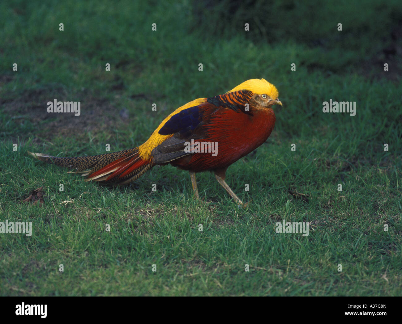 Golden Pheasant Chrysolophus pictus Male Stock Photo - Alamy