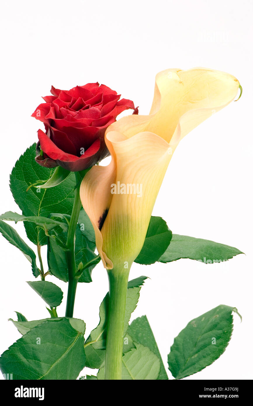 Fresh lily isolated on Cut Out Stock Images & Pictures - Alamy