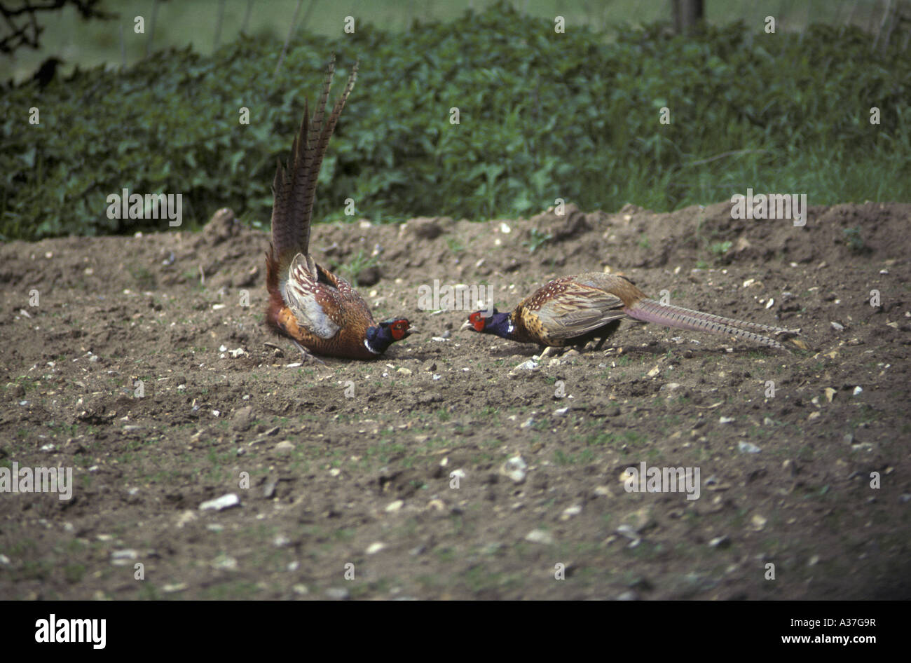 Fighting pheasants hi-res stock photography and images - Alamy