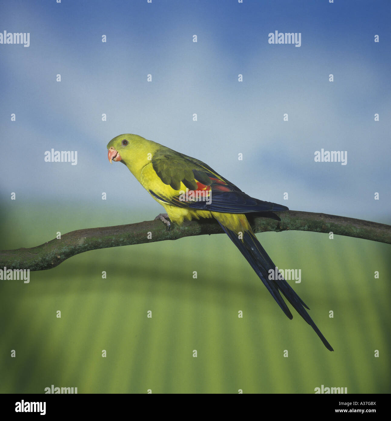 Rock pebbler parrot hi-res stock photography and images - Alamy