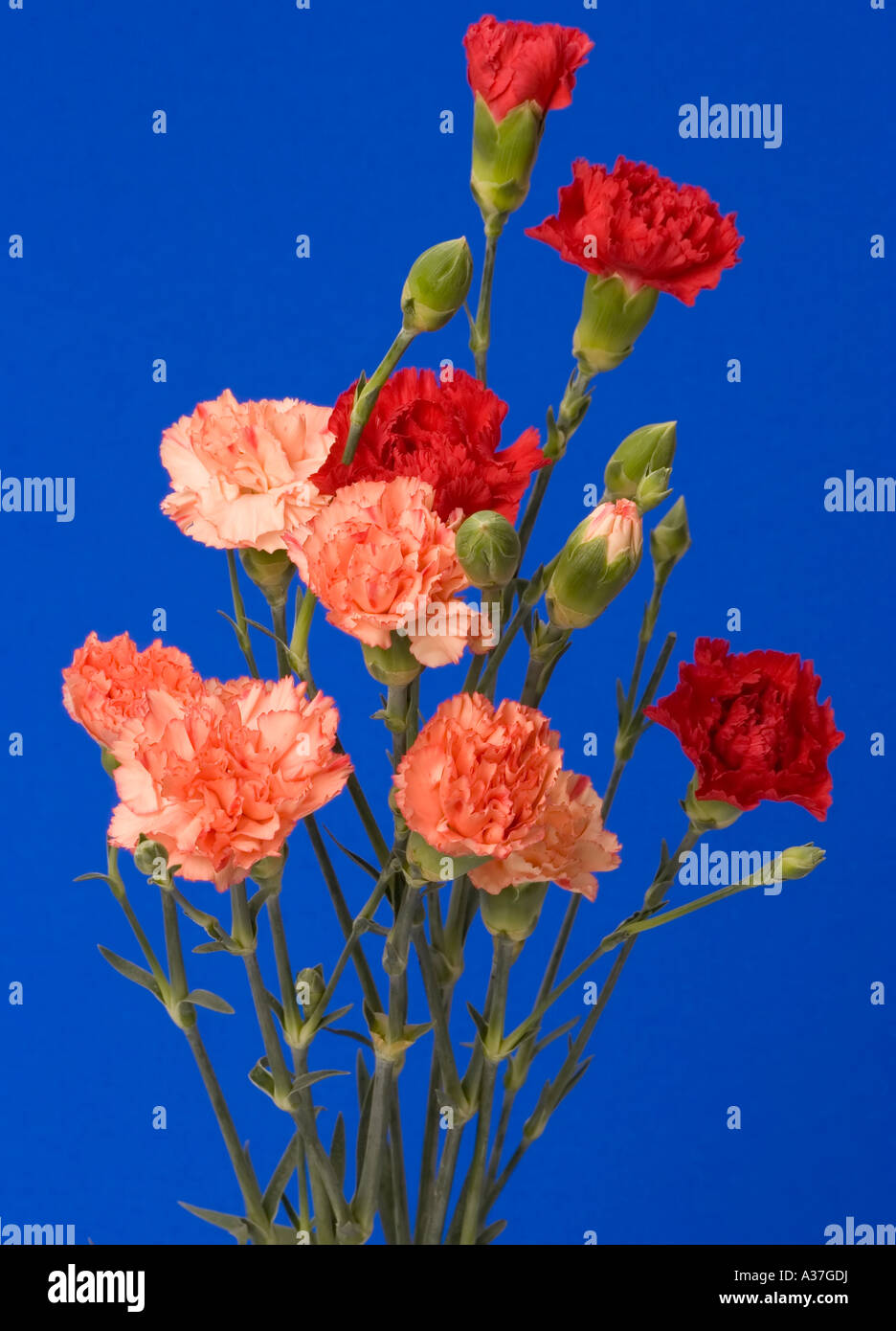 Carnation flowers colour hi-res stock photography and images - Alamy