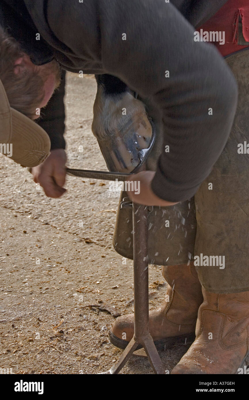 Trimming hoof with rasp hi-res stock photography and images - Alamy
