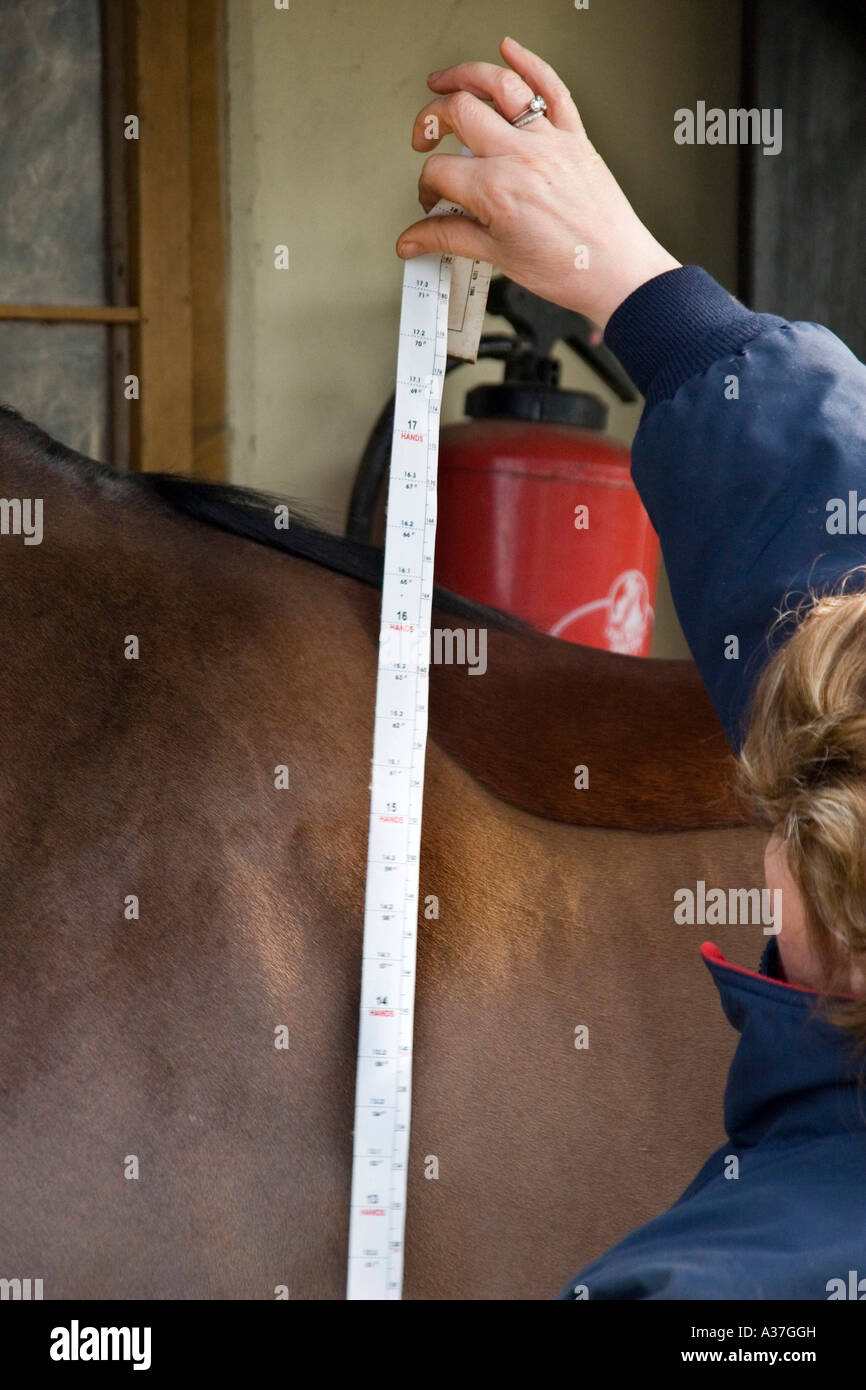measuring at hosres height known as measuing in hands to show withers ...