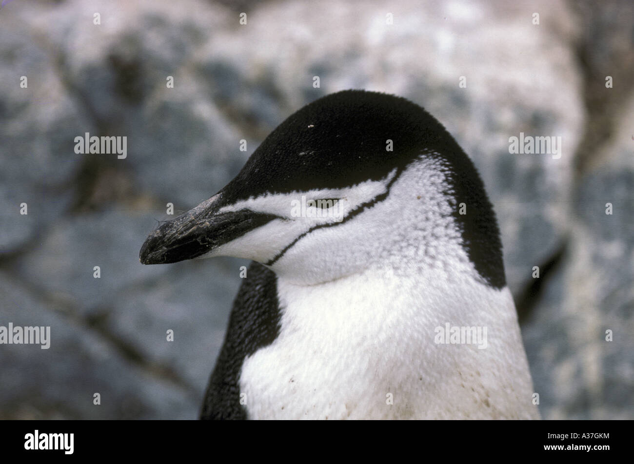 Chinstrap Penguin Pygoscelis antarctica Stock Photo - Alamy