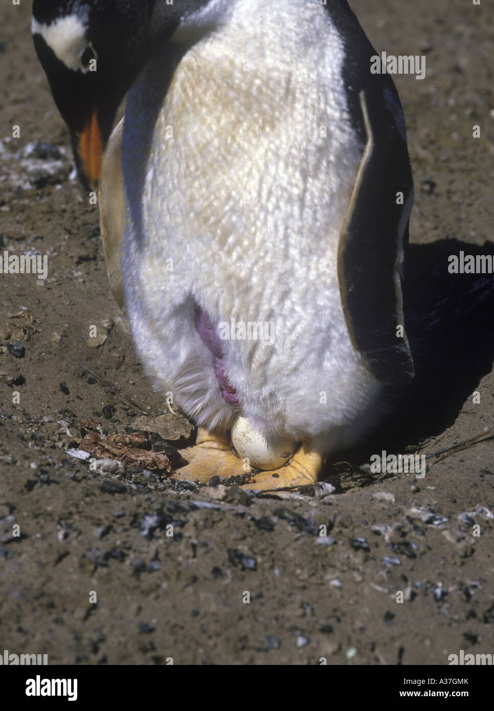 Penguin incubating egg hi-res stock photography and images - Alamy