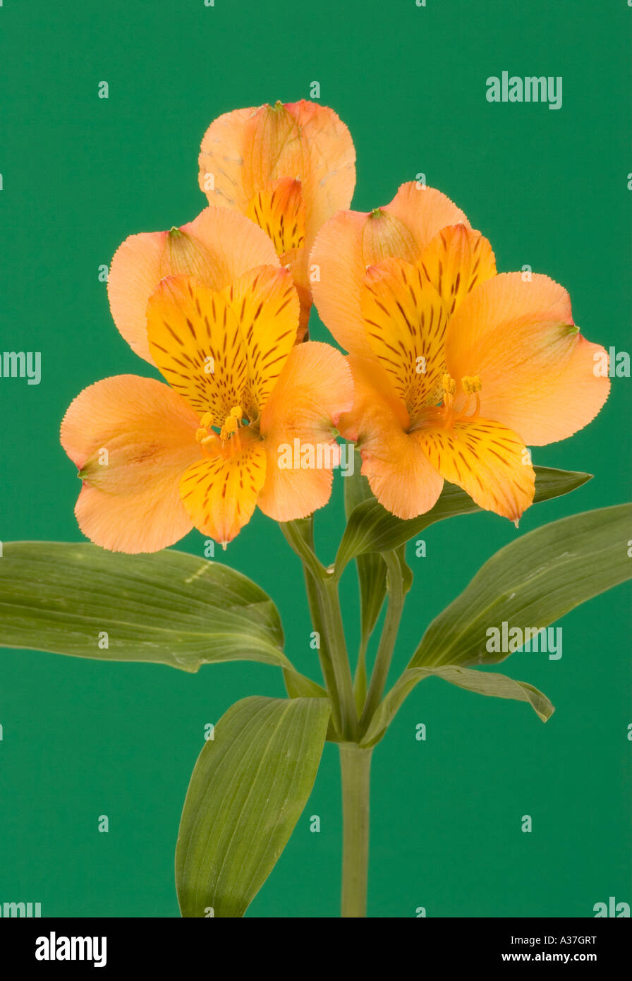 Natural tulip plants in Cut Out Stock Images & Pictures - Alamy