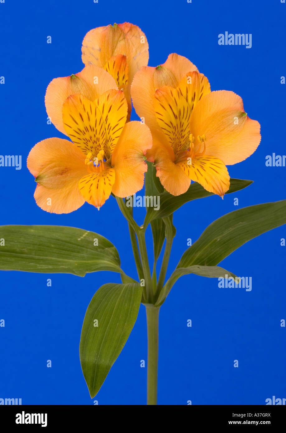 Natural tulip plants in Cut Out Stock Images & Pictures - Alamy
