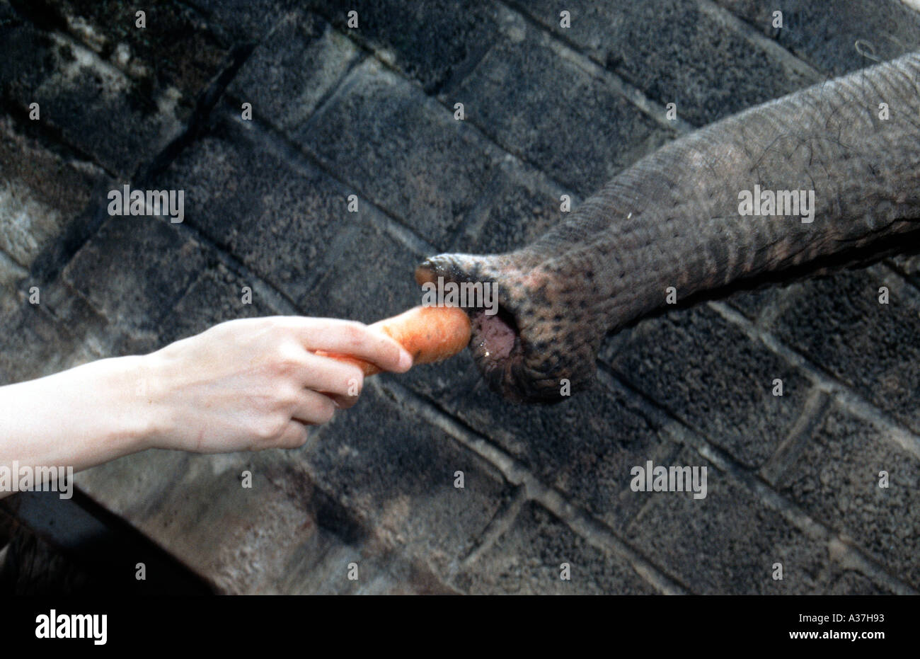 African elephant diet hi-res stock photography and images - Alamy