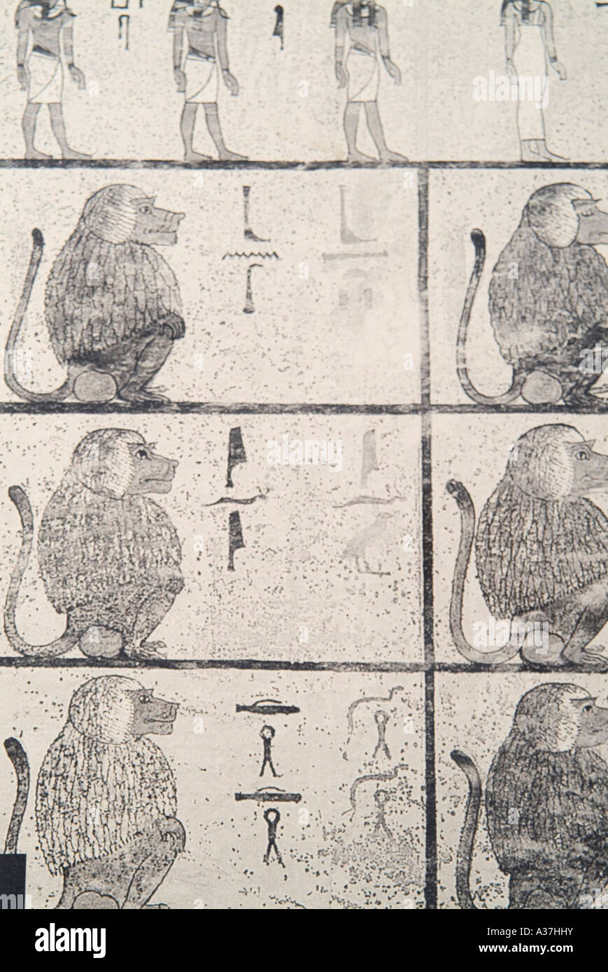 Valley of the Kings reportage KV 62 King Tutankhamen tomb diagram ...