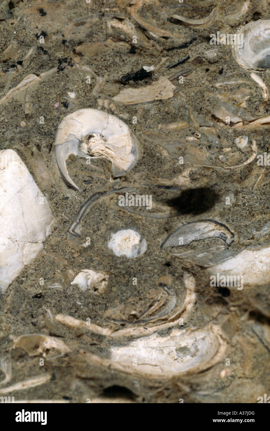 Rock fossils hi-res stock photography and images - Alamy