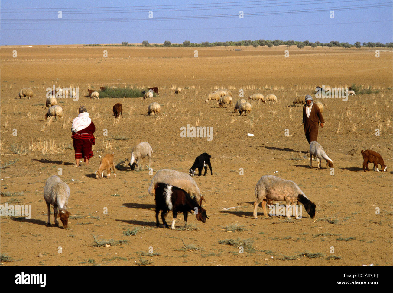 Sahel Animals