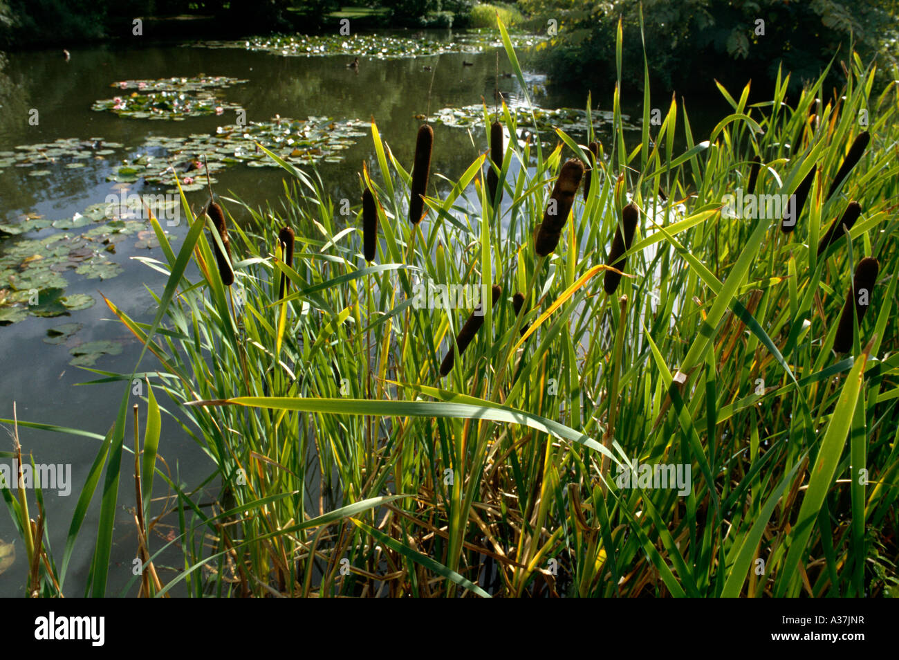 Wisley Surrey Pond & Bullrushes Stock Photo - Alamy