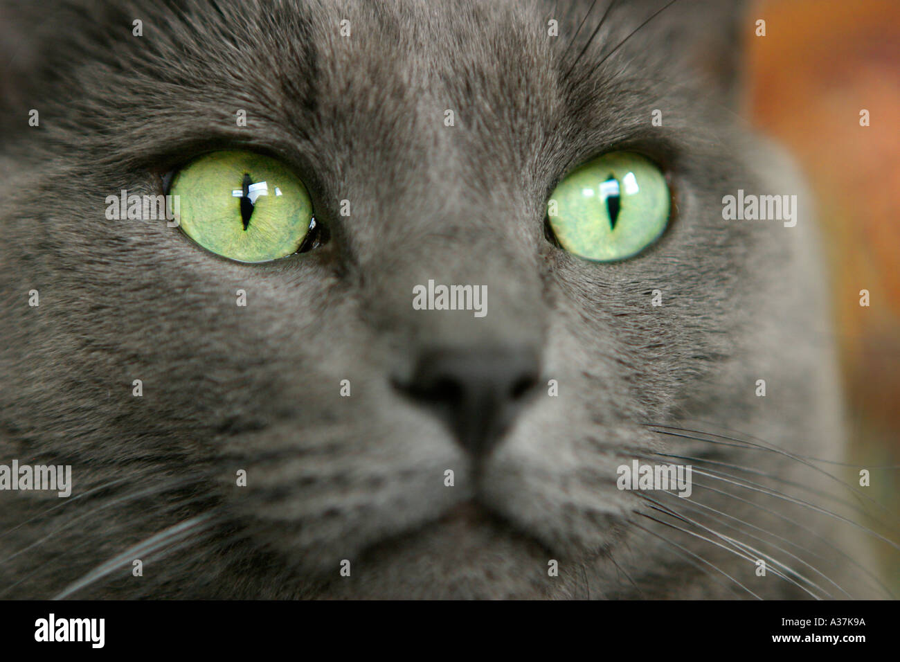 Feline with intense gaze hi-res stock photography and images - Alamy
