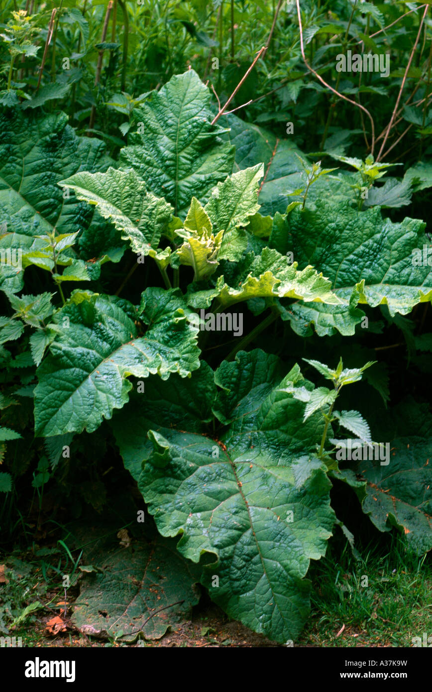 Dock leaves hi-res stock photography and images - Alamy