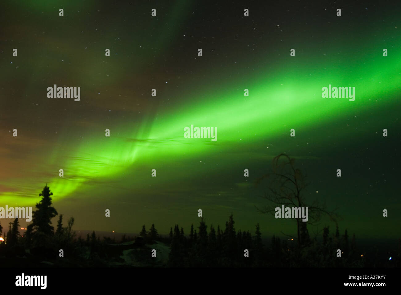 Active northern lights over trees in the night Stock Photo - Alamy