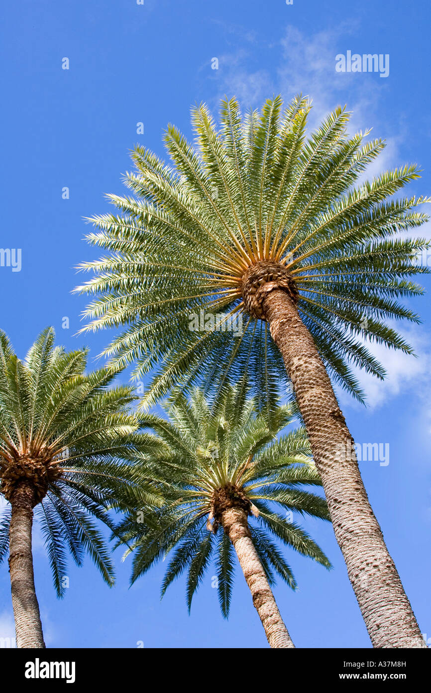 Palm trees on Oahu, Hawaii Stock Photo - Alamy