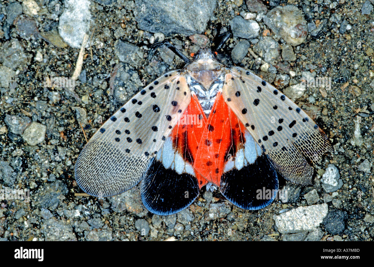 Stone moth hi-res stock photography and images - Alamy