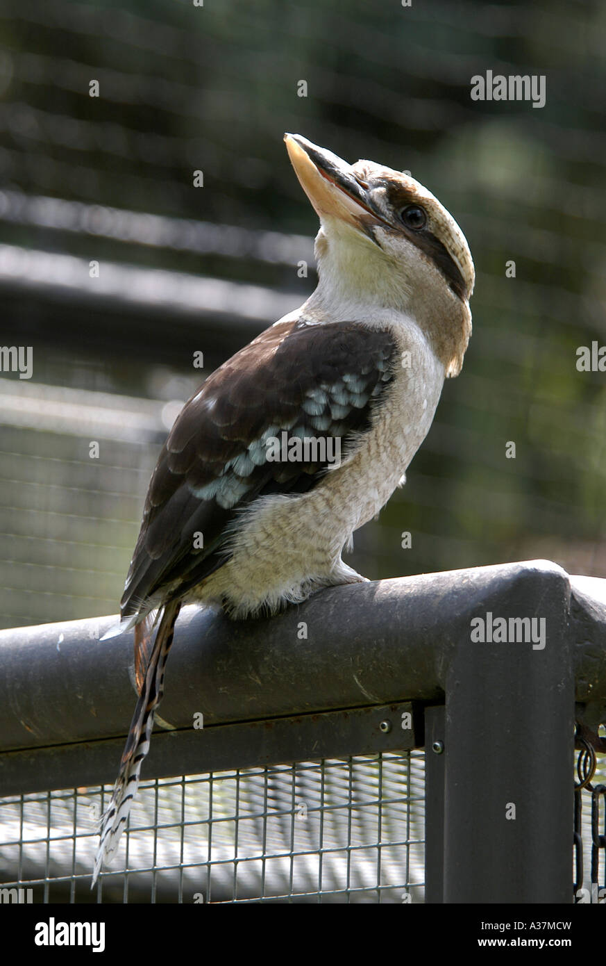 Australian Birds Kookaburra