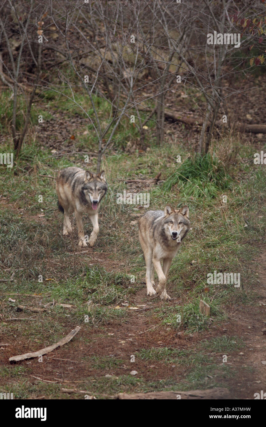 Two wolves walking along a trail Stock Photo - Alamy