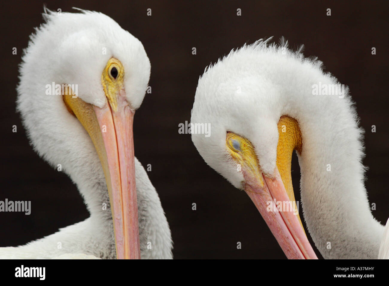 A pair of white pelicans preening Stock Photo - Alamy